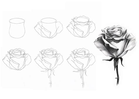 How To Draw A Simple Rose Step By Step With Pencil