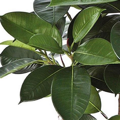 Ficus Elastica Artificial Tree Plant H90 Cm From £172 80