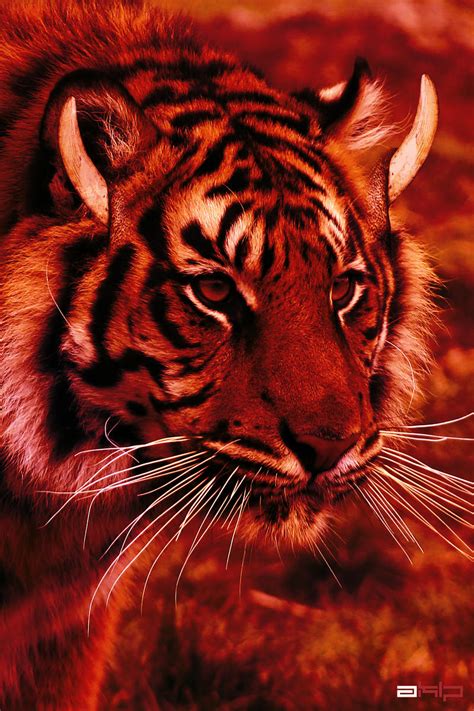 Horny Tiger By Aklp On Deviantart