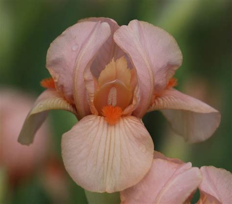 Miniature Tall Bearded Iris Iris Kissing Booth In The Irises