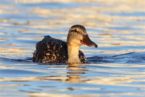Duck Duck Goose Sharons Iconic Travel Photography Blog