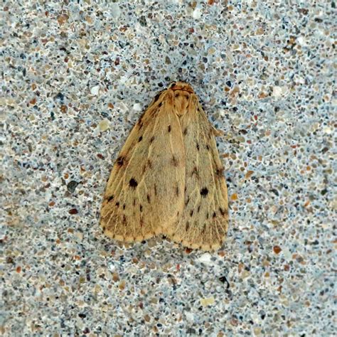 Round Winged Muslin Somerset Moths
