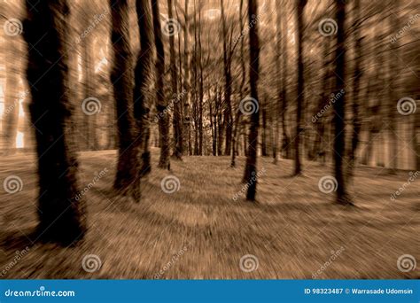branch structure of tree and forest stock image image of outdoors