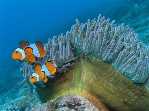 Closeup Wildlife Photo Of Two Red Clown Fishes Are Coming Out From The