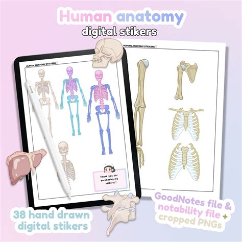 Human Anatomy Digital Stickers Goodnotes Stickers Notability