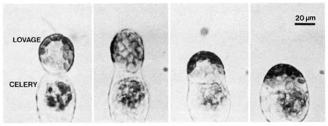 Micropropagation Definition Application Advantages Disadvantages