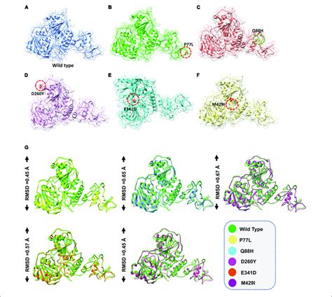 Non Structural Protein 13 Nsp13 Mutant Modeling And The