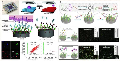 A The Aptamer‐coated Nanovelcro Chip For Capturing And Releasing Ctcs