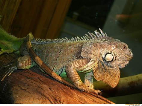 Обои Животные Ящерицы игуаны вараны обои для рабочего стола фотографии животные Ящерицы