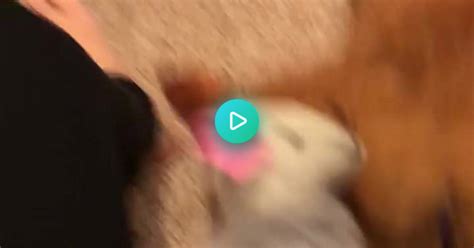 Catnip Album On Imgur