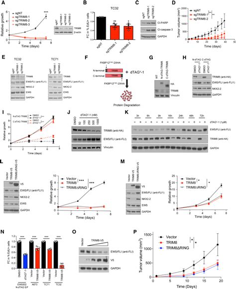 Trim8 Modulates The Ewsfli Oncoprotein To Promote Survival In Ewing