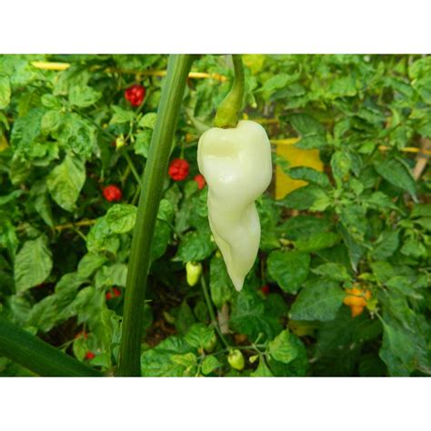 White Fatalii Chilli Seeds Fresh Fatalii Pepper Seeds Red Dragon Seeds
