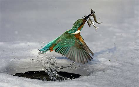 Hd Wallpaper Kingfisher Birds Animals Nature Wildlife Fishing