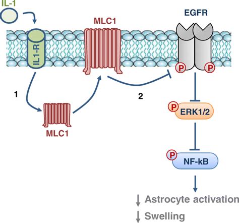 Schematic Representation Of Mlc1 Regulation On Il1 βmediated