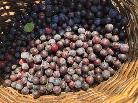 Beach Plum Fedco Seeds