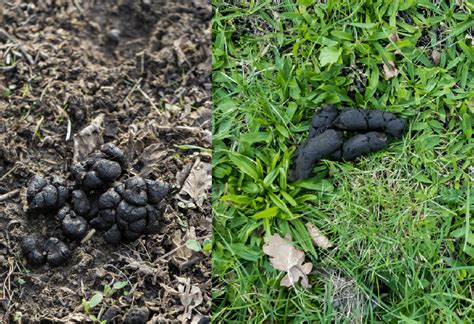 How To Identify Raccoon Poop In Your Yard Nextgen