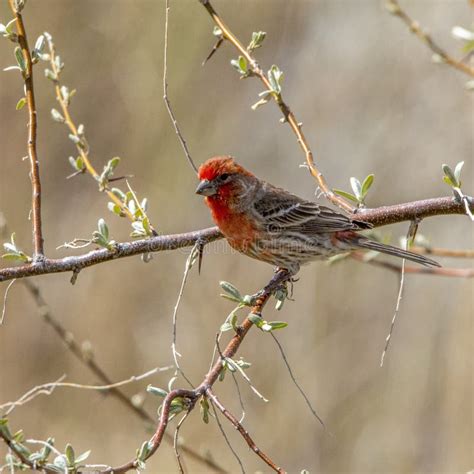 Cassin`s Finch Beatiful Song Bird Of The West Stock Image Image Of