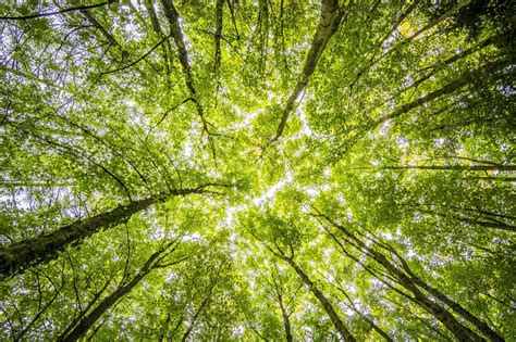 3 Ideias Para Reduzir A Pegada Ecológica Da Sua Empresa Tbfiles