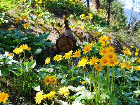 Nature Notes Arrowleaf Balsamroot Backwoods Mama