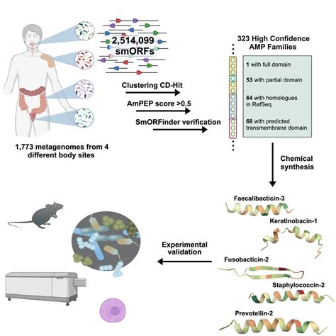 Cell：从人体微生物组中挖掘全新抗菌肽，有望解决抗生素耐药性难题生物科技健康一线资讯