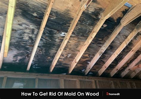 How To Get Rid Of Black Mould On Walls And Ceilings Shelly Lighting