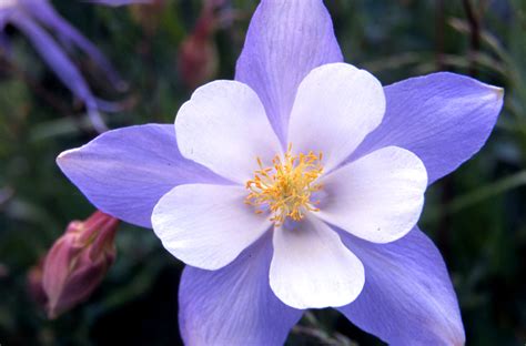 Colorado Columbine Girassóis Ramos Rosas