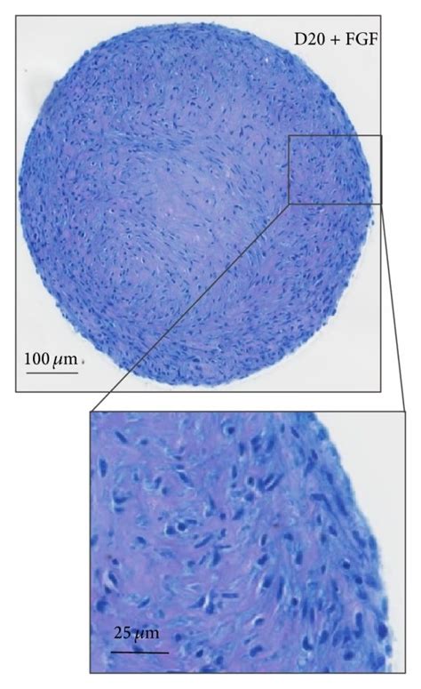 Histological Sections Of Chondrogenic Pellets On Day 20 Pellets From