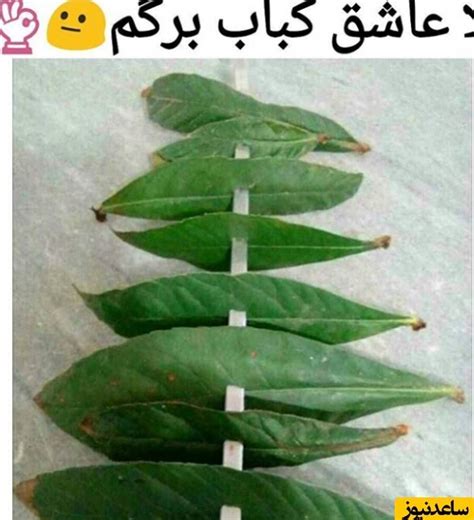 خلاقیت خنده دار تازه عروس دست پا چلفتی برای تهیه کباب برگ حماسه آفرید