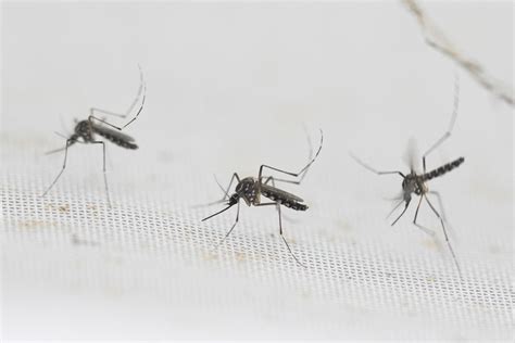 Dengue ¿cómo Evitar La Reproducción Del Mosquito Aedes Aegypti En