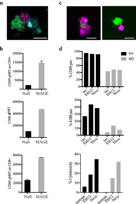Figures And Data In A Tissue Like Platform For Studying Engineered