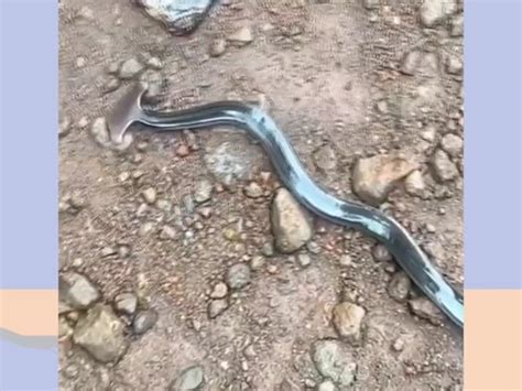 兄弟们，这是我在野外见到的，有没有认识的？ 沙雕神评论乄 沙雕神评论乄 哔哩哔哩视频