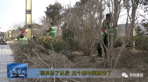 梳妆换颜春季绿化养护正当时 修剪 郭产玲 城市