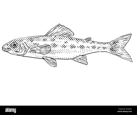 White Perch Coloring Pages 2025