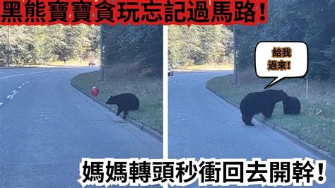 熊寶寶貪玩忘記過馬路！氣球的誘惑！媽媽轉頭秒衝回去開幹：給我過來！ Youtube