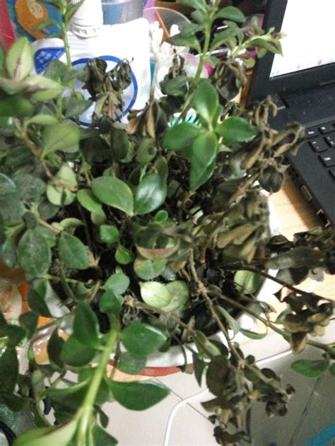 如此頑強的金魚吊蘭如今卻是這樣的下場 每日頭條