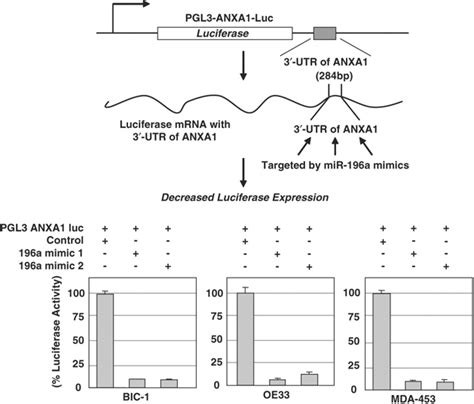 Rna Mimics Of Mir 196a Directly Target 3 Utr Of Anxa1 Mrna Luciferase Download Scientific