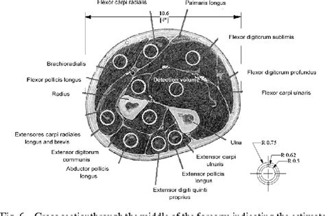 Figure 6 From Simulation Of Intramuscular Emg Signals Detected Using Implantable Myoelectric