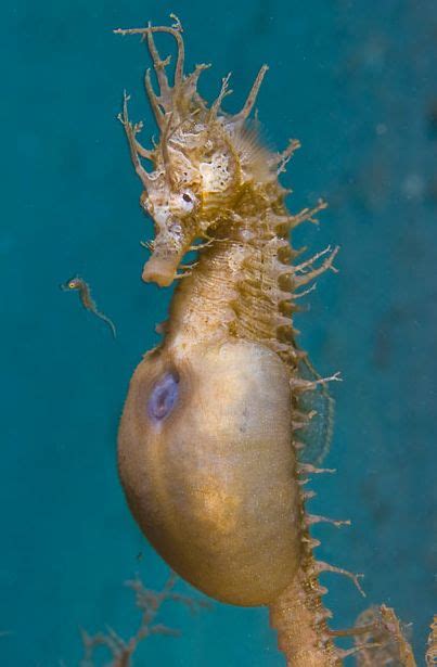 Seahorse Reproduction Latest Science Pregnant Males Fascinating Facts