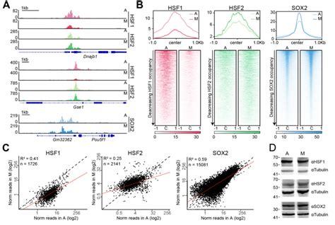 Hsf1 And Hsf2 Have Distinct Dna Binding Activity In Mitosis A Gene
