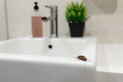 Moxie Pest Control Review For July 2025 Best Pest Control Companies