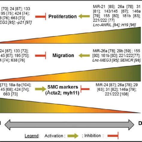 Involvement Of Microribonucleic Acids Mirnas And Long Noncoding Rnas Download Scientific
