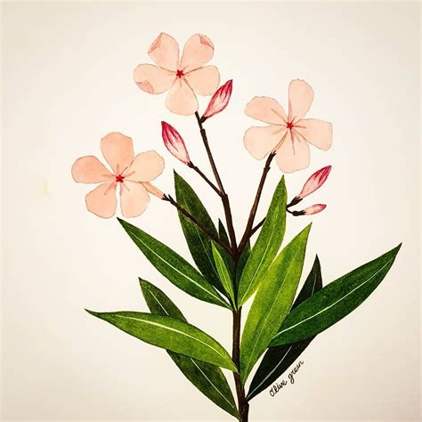 오늘 수채화 보태니컬아트 수채화 꽃 힐링 취미 화실 강남미술학원 일상 아뜰리에 그림 그림스타그램