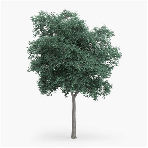 Deciduous Trees Collection 100 Trees 3d Model 99 C4d Fbx Max