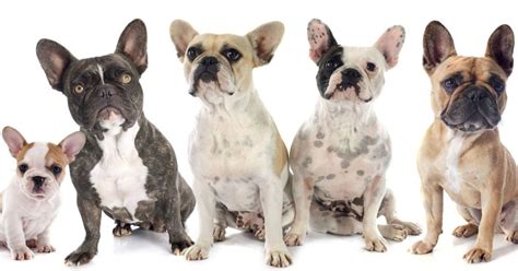 Las 5 Razas De Perros Más Caras No Bajan De 3000 Dolares