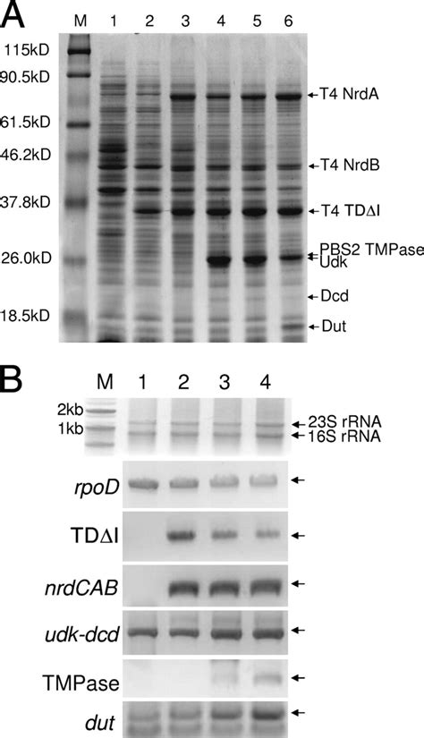 Thymidine Biosynthetic Pathway The Steps Engineered In This Study Are