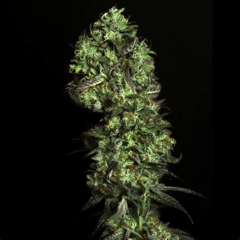 Elev8 Seeds Blitzed Strain Fem Photo 6 Pack Multiverse Beans