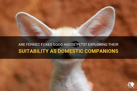 Are Fennec Foxes Good House Pets Exploring Their Suitability As