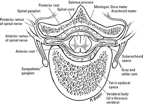 The Anatomy Of The Spinal Cord The Nerves And The Meninges Dummies