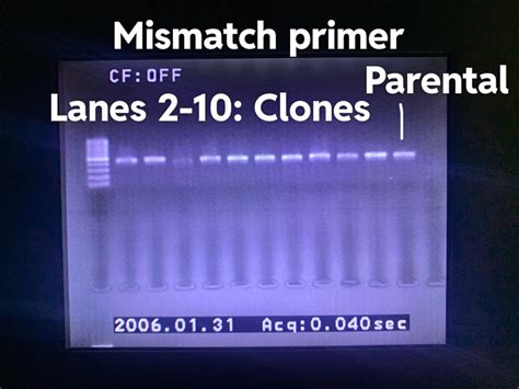 Pcr Mismatch Assay Results Dont Match Sequencing Rlabrats