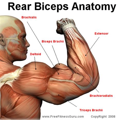 Bicep Anatomy Body Muscle Anatomy Human Body Anatomy Human Anatomy